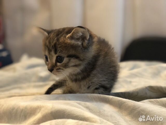 Шикарный котёнок