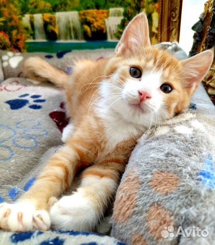 Супер классная девочка в поиске дома