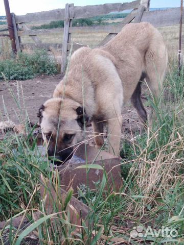 Кавказская овчарка