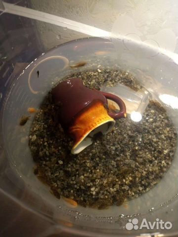 Продам сомиков анцитрусов