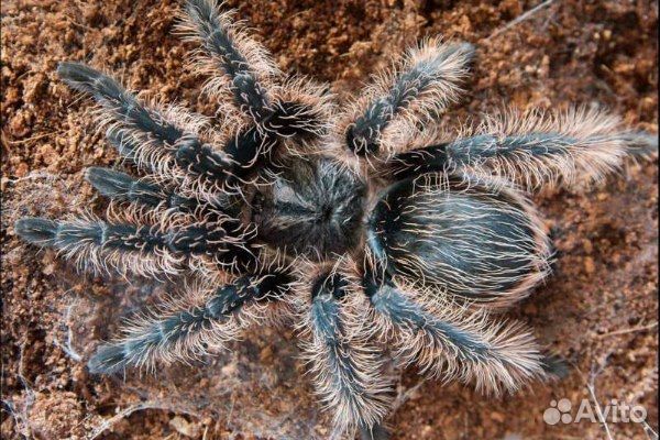 Тараканы Пауки птицееды