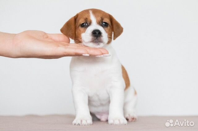 Джек Рассел терьер