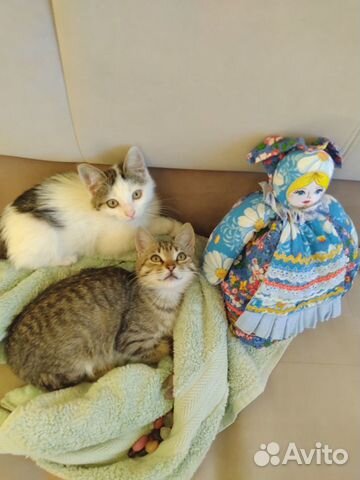 Котята в добрые руки