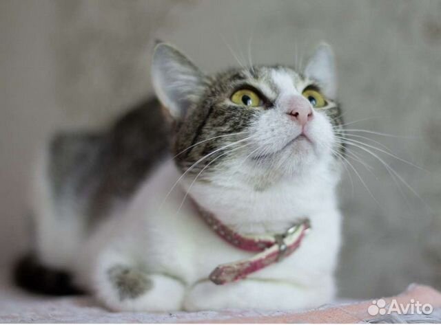 Кошка