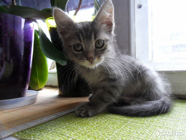 Кошечка -очаровашка, 1,5 мес, в добрые руки