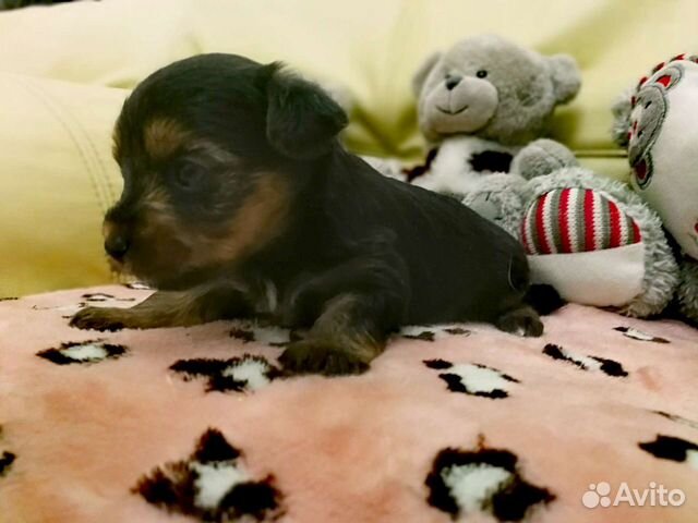 Йоркширский терьер