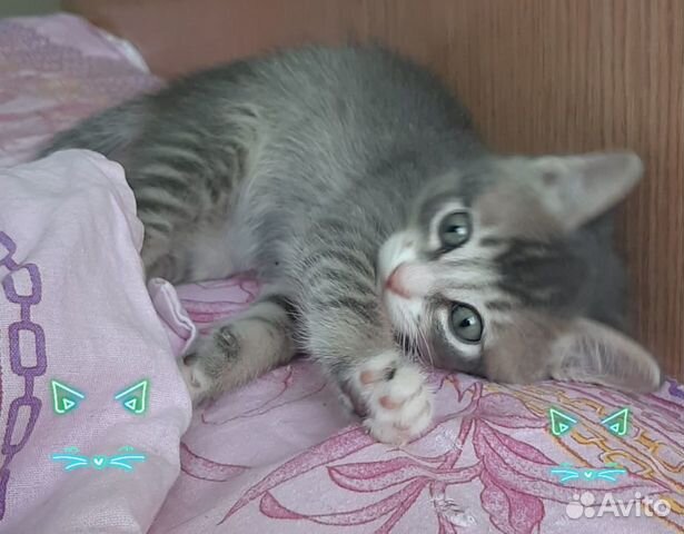 Малыш серебристо голубой в дар