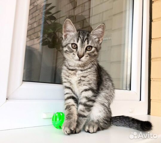 Очаровательный котенок Мажор в добрые руки