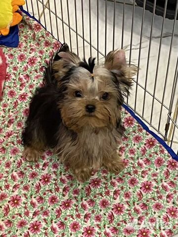 Красавчик мальчик йоркширского терьера 4 мес