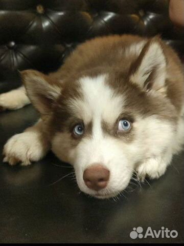 Сибирская хаски