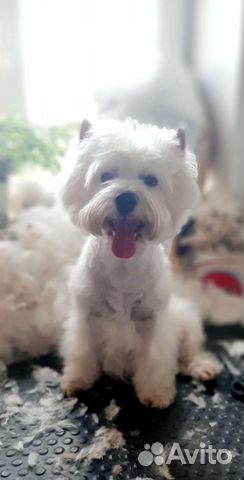 Вест хайленд вайт терьер