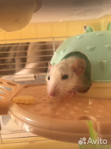 Крыса с клеткой