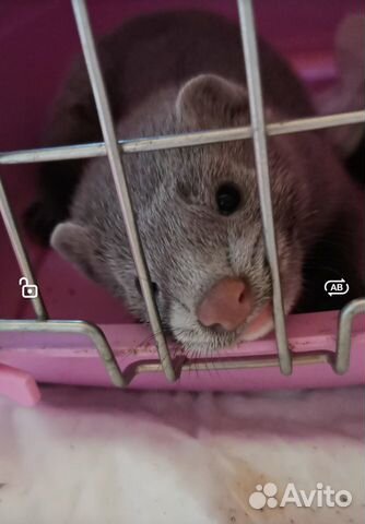 Норка. Щенок норки