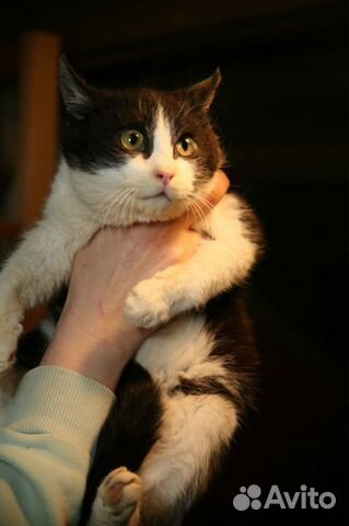 Котенок в дар