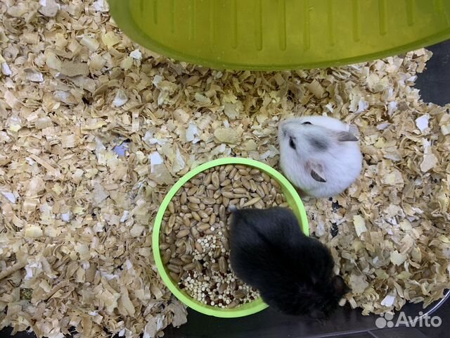 Джунгарский хомяк маленький белый и серый