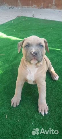 Американский булли xl