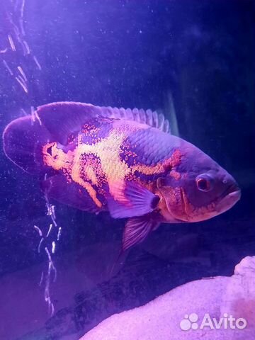 Астронотус