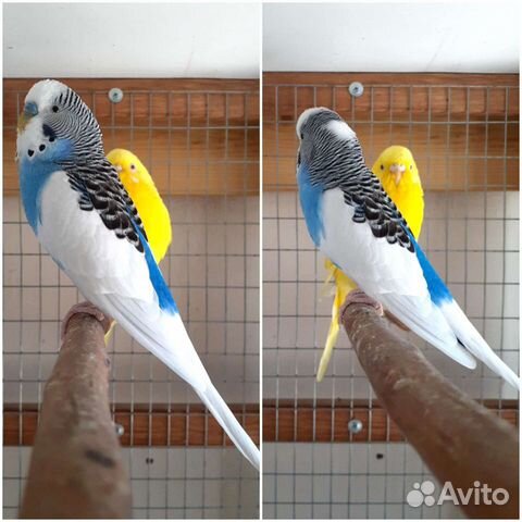 Волнистый попугай