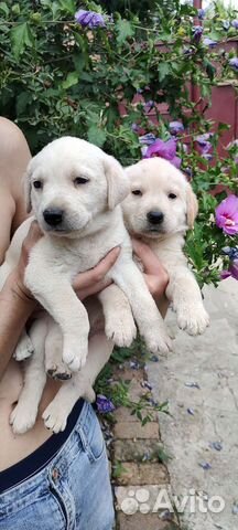 Щенки Лабрадора палевые