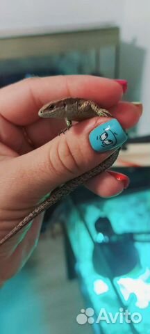 Домашняя ящерица