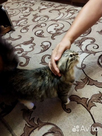 Отдам даром бесплатно