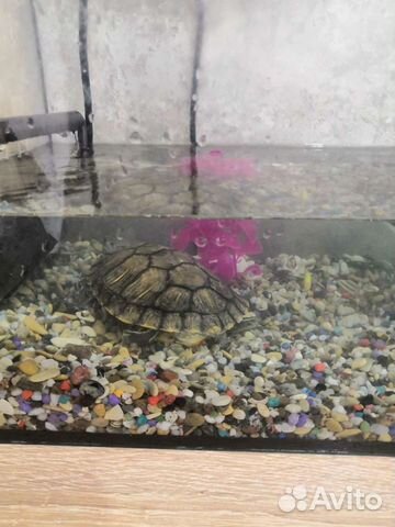 Красноухая черепаха с аквариумом