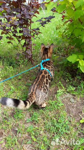 Бенгальские котята