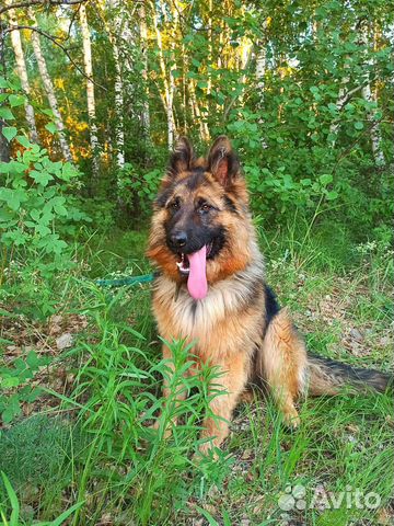 Щенки немецкой овчарки длинношерстной