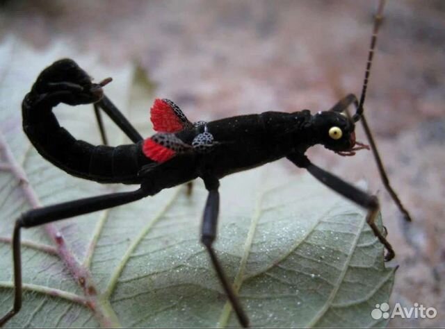 Перуанский палочник (Peruphasma shultei)