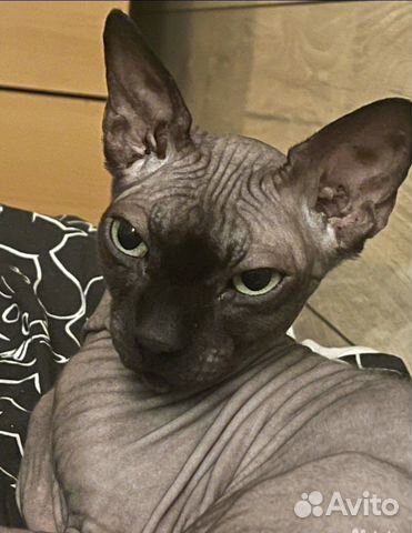 Канадский сфинкс