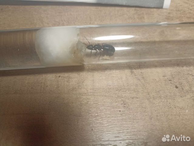 Муравьи Camponotus herculeanus