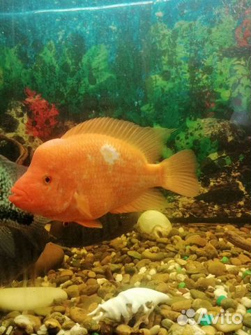 Аквариумные рыбы