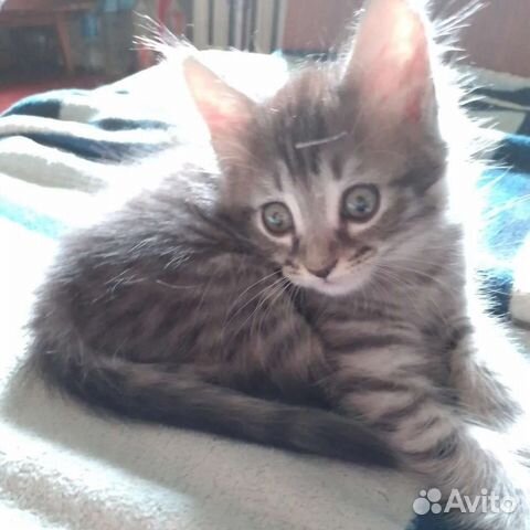 Полосатые пушистики, котята 2 мес