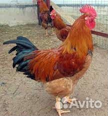 Красные Петушки Кучинка юбилейная