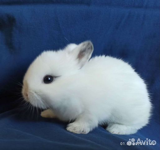Декоративный карликовый крольчонок