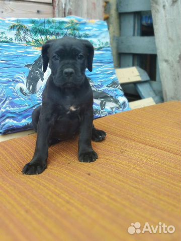 Щенки Кане корсо