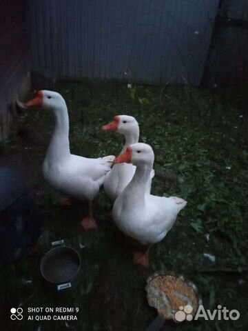 Семья гусей