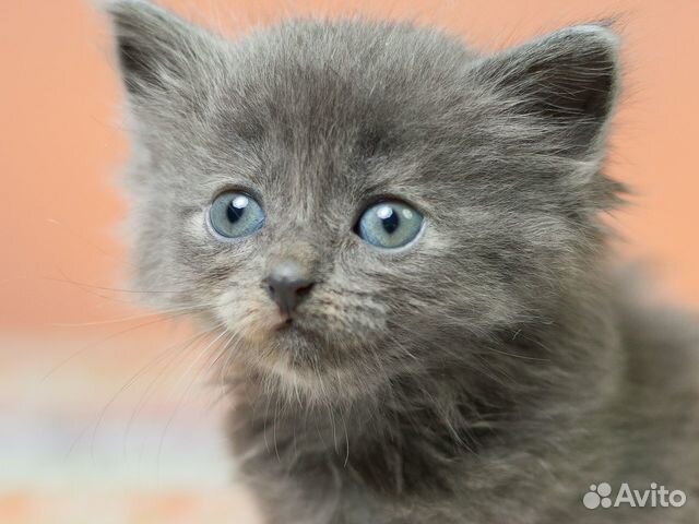 Котенок (кошечка) 1 мес в дар