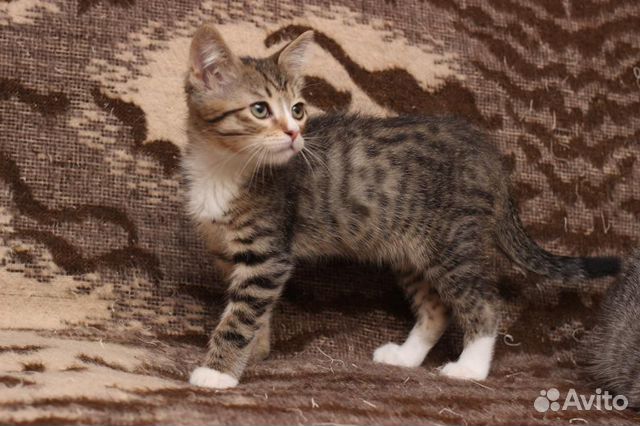 Котята 3 месяца в поисках дома