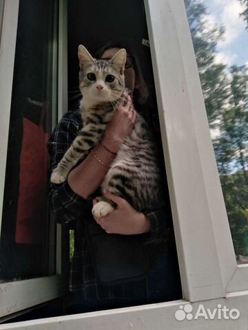 Кошка в дар