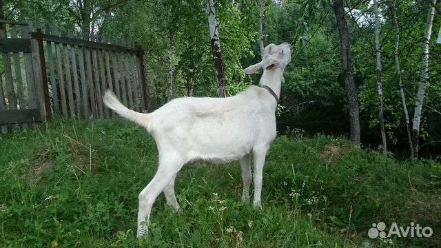 Козлик зааненский