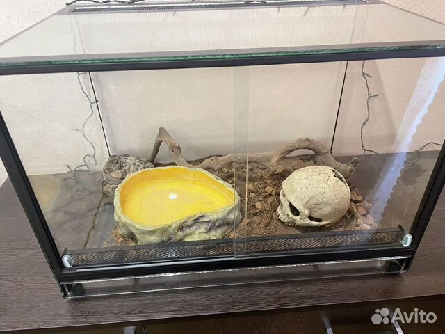 Императорский удав