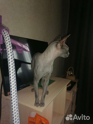 Найдена кошка