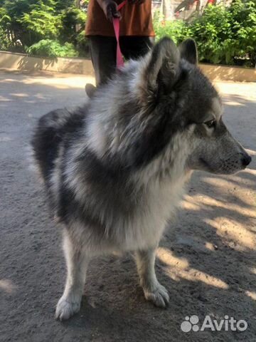 Хаски Ламберт в добрые руки