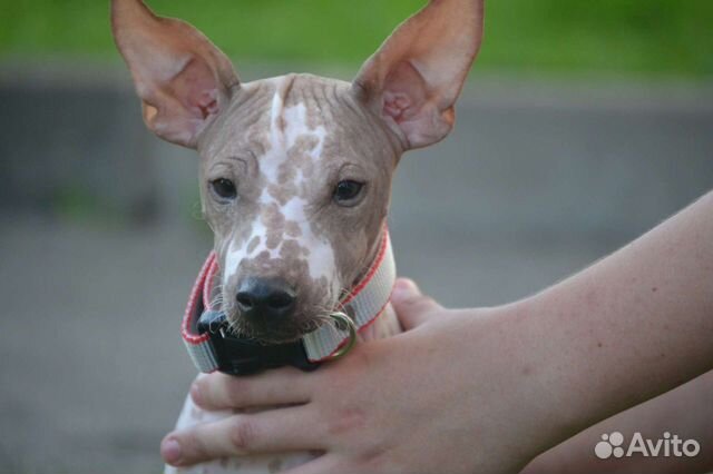 Перспективный мальчик агт
