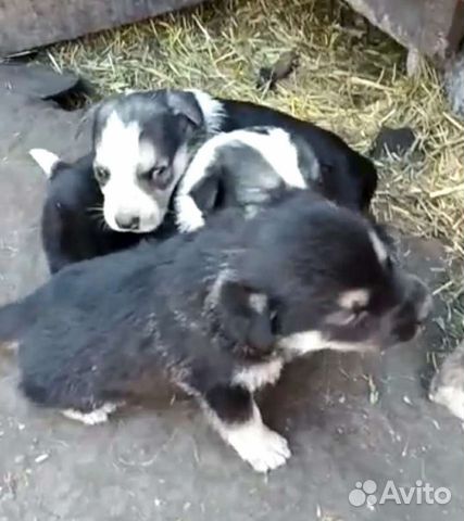 Милые щеночки от не крупной собачки