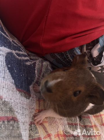 Морская свинка