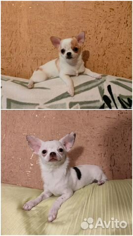 Сестрички чихуахуа