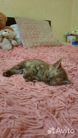 Британские котята короткошерстные