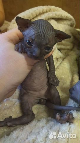 Канадский сфинкс эльф котенок